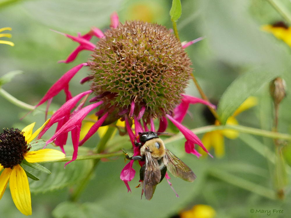 Monarda didyma (Scarlet Beebalm, Oswego Tea)
