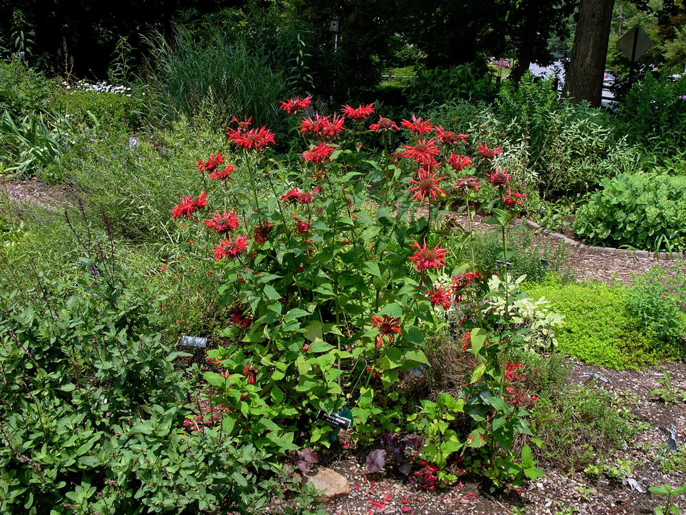 Monarda didyma (Scarlet Beebalm, Oswego Tea)