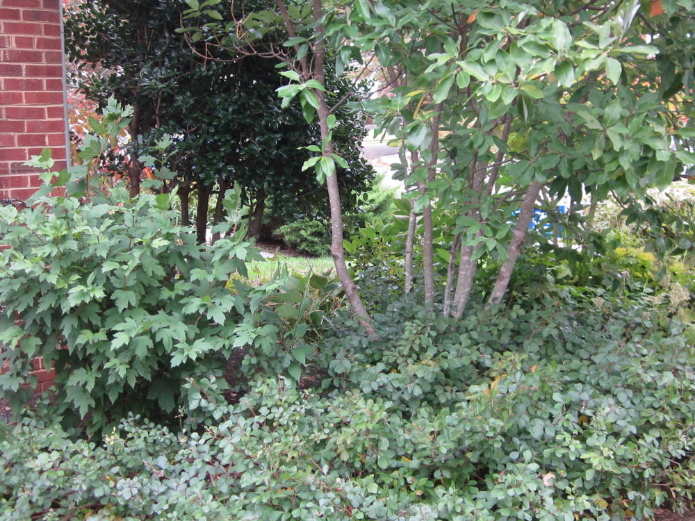 40-Oakleaf hydrangea and _Gro-Low_ fragrant sumac