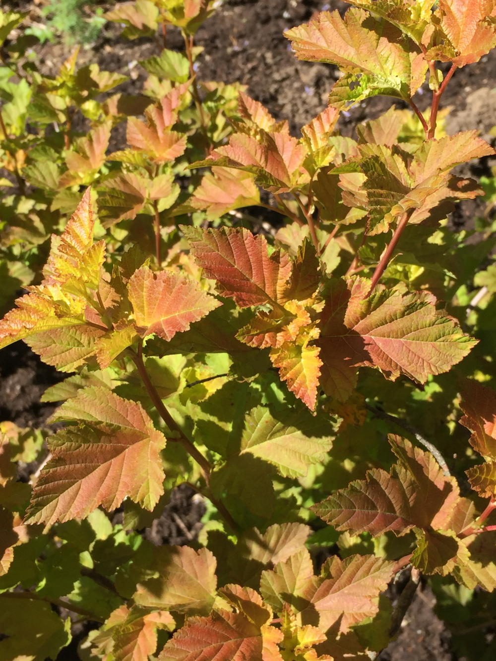 5-Foliage_of_ninebark__Amber_Jubilee_