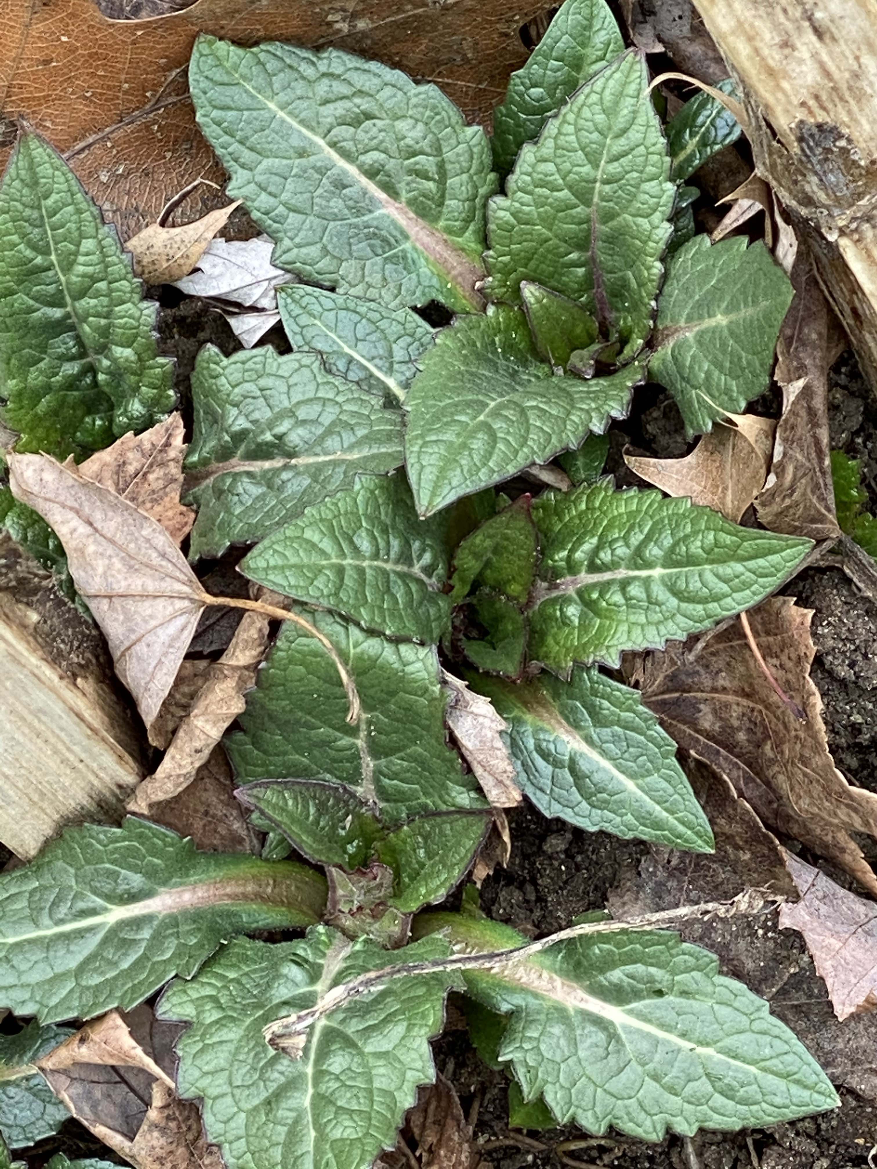 Silphium_perfoliatum_Basal_Leaves_Detail_Mar_ELM