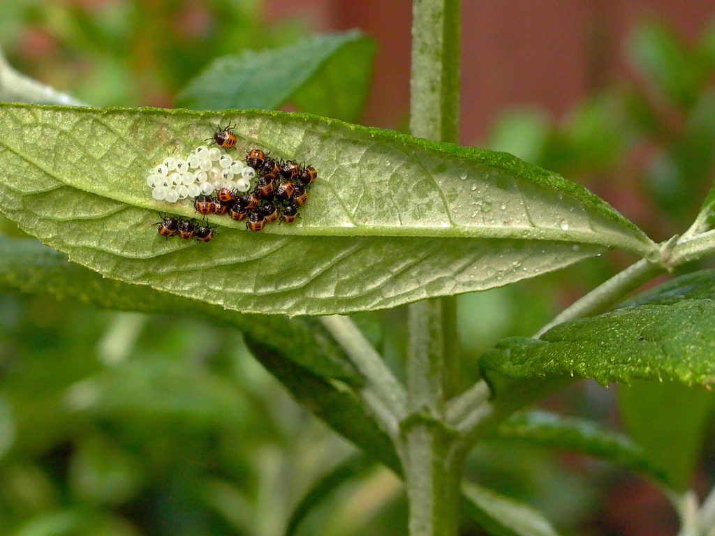 Butterfly Bush (Buddleia davidii)