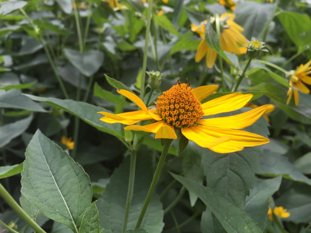 Heliopsis helianthoides ([Smooth] Oxeye)