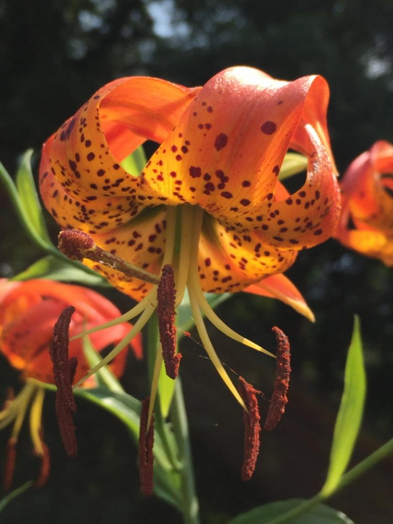 Lilium superbum (Turk’s-cap Lily)