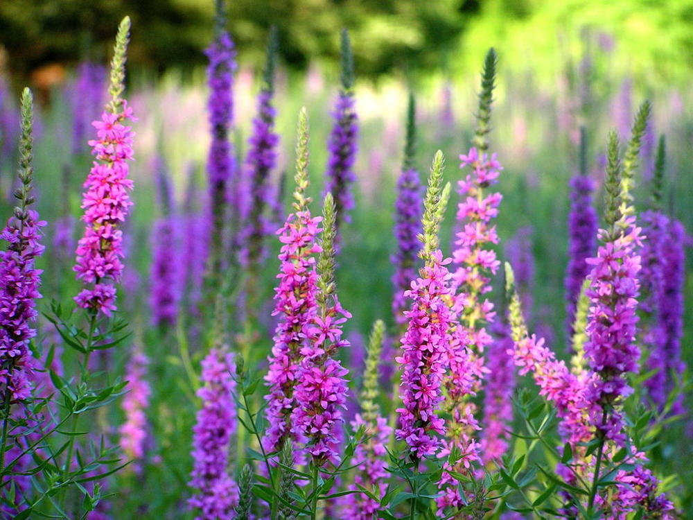 Purple Loosestrife (Lythrum salicaria)