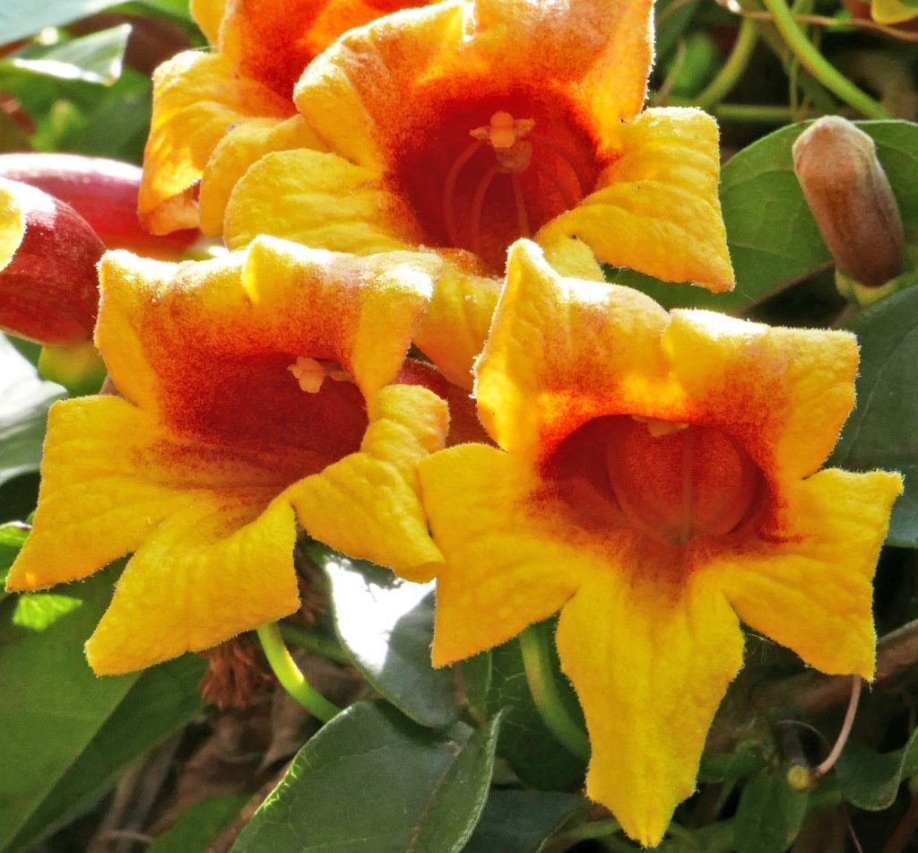 Bignonia capreolata (Cross-vine)