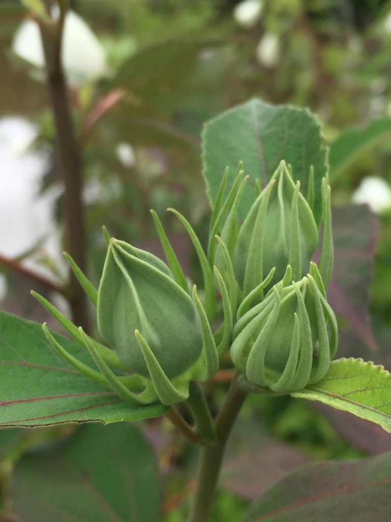 Hibiscus moscheutos (Swamp or Eastern Rose-mallow)