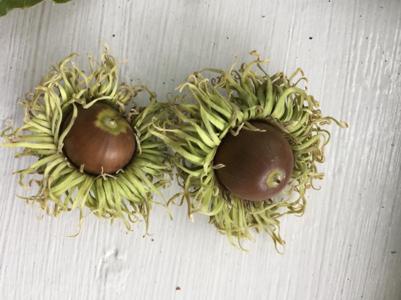 Sawtooth Oak (Quercus acutissima)