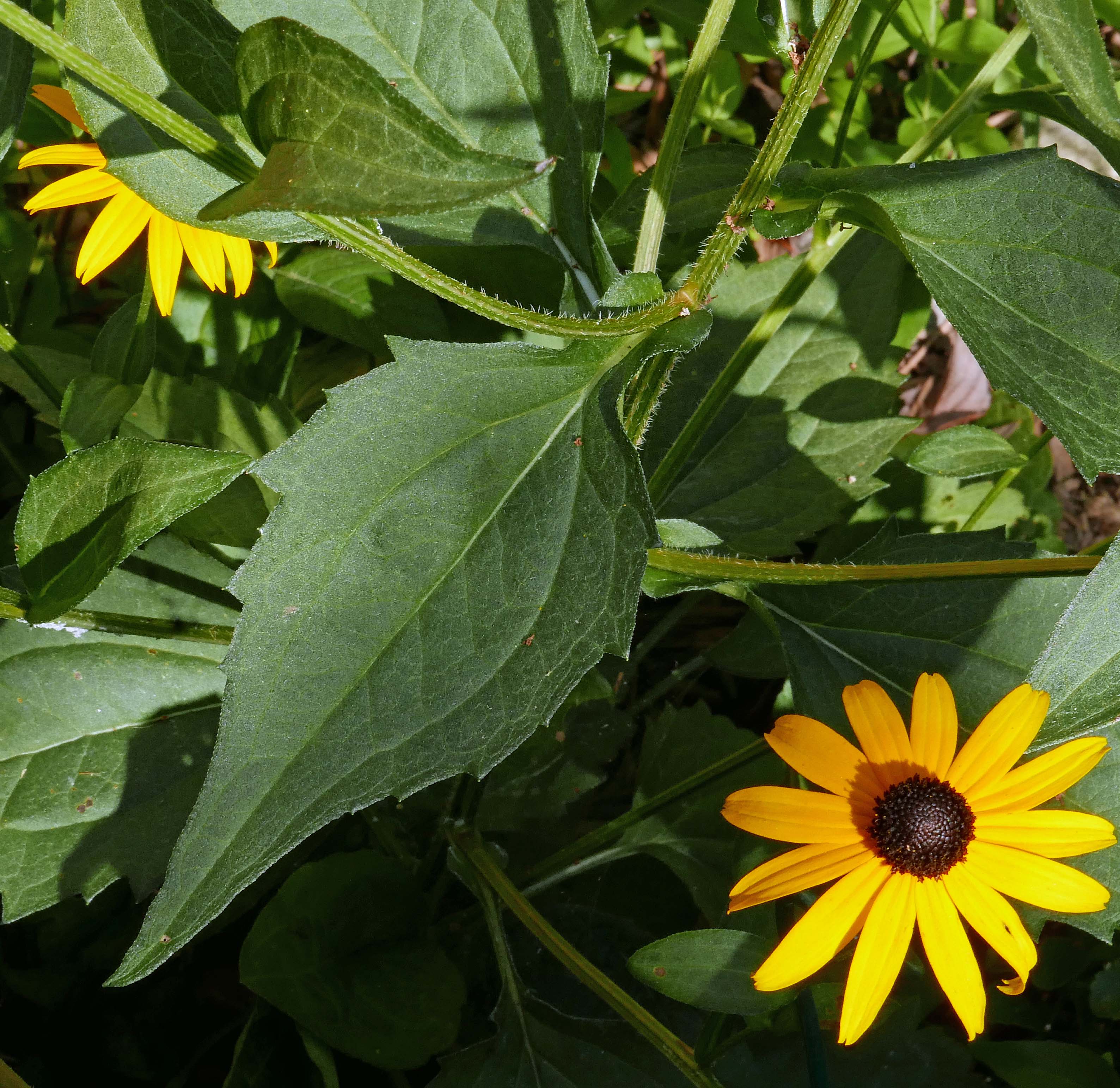 Rudbeckia_fulgida_var._sullivantii_’Goldstrum’_Leaves_and_Stems_Aug_MMF