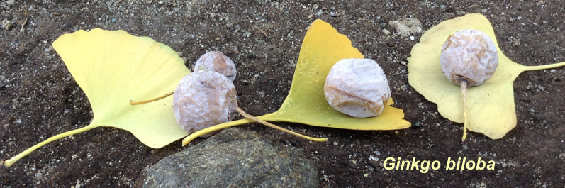 ginko