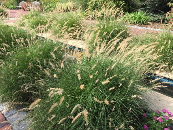 Fountain Grass (Pennisetum alopecuroides)