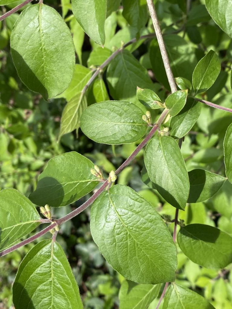Bush Honeysuckles (Lonicera spp.)