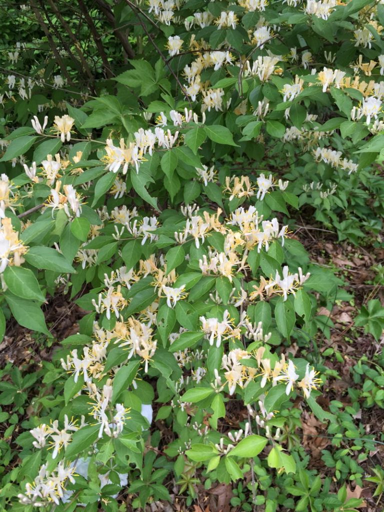 Bush Honeysuckles (Lonicera spp.)