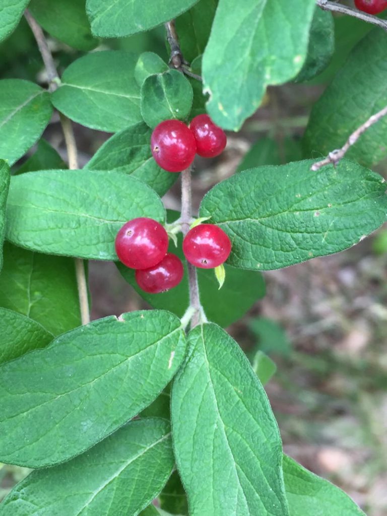 Bush Honeysuckles (Lonicera spp.)