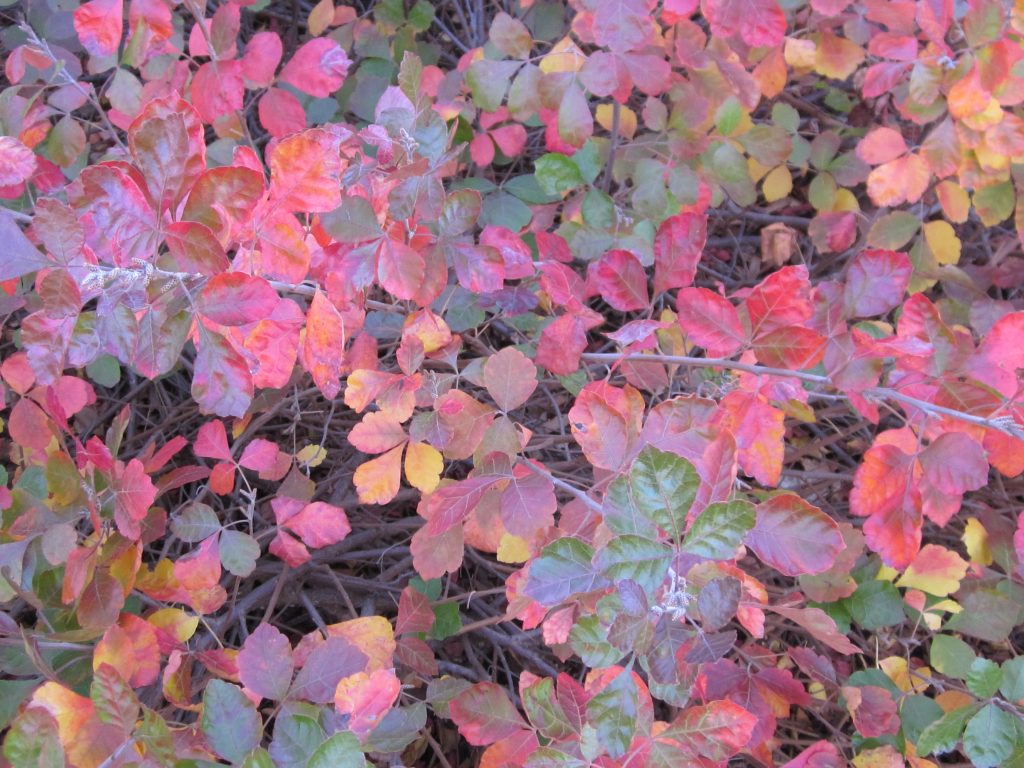 Rhus aromatica ‘Gro-Low’ (Fragrant Sumac)