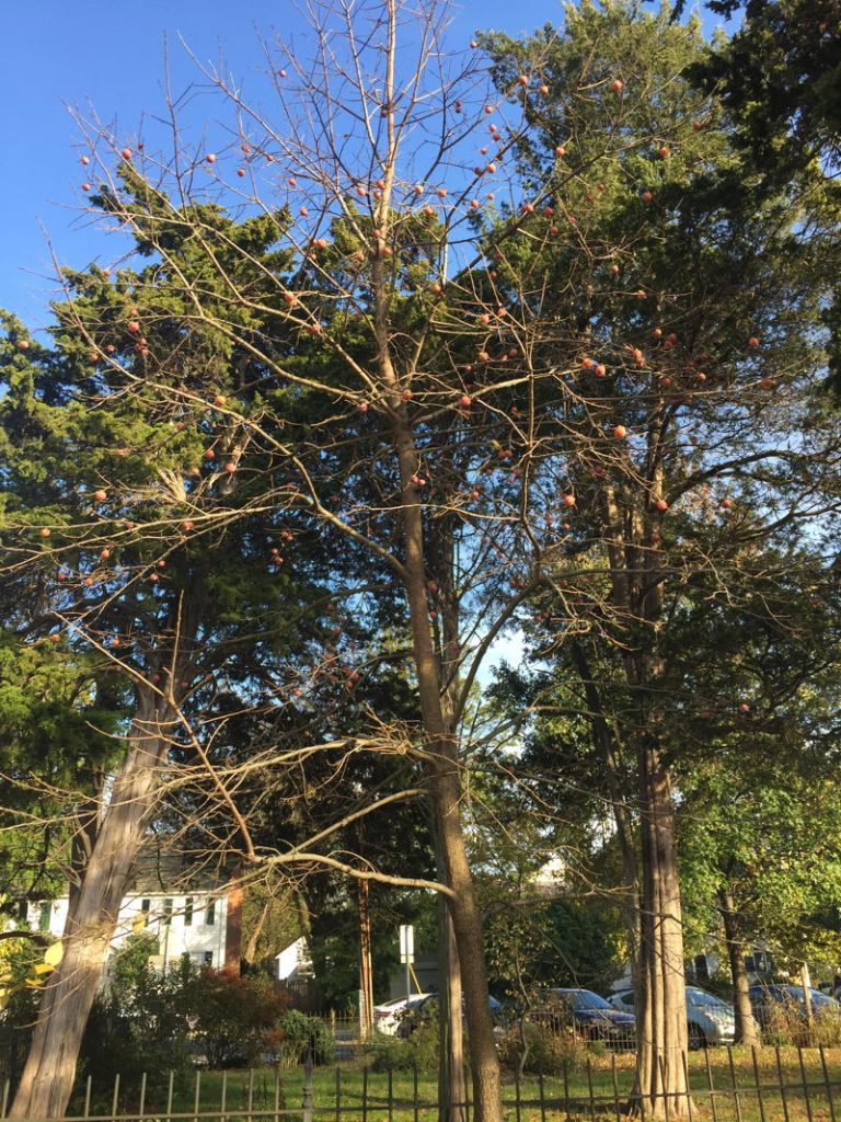 Diospyros virginiana (Common or American Persimmon)