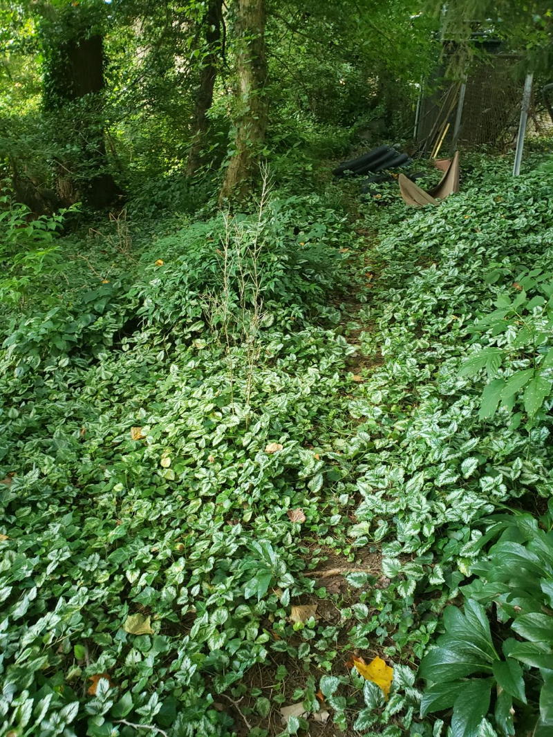 8-Yellow Archangel foliage