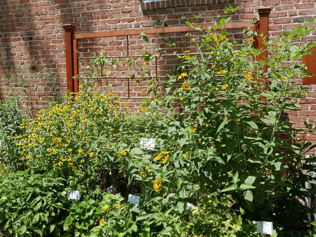 Heliopsis helianthoides ([Smooth] Oxeye)