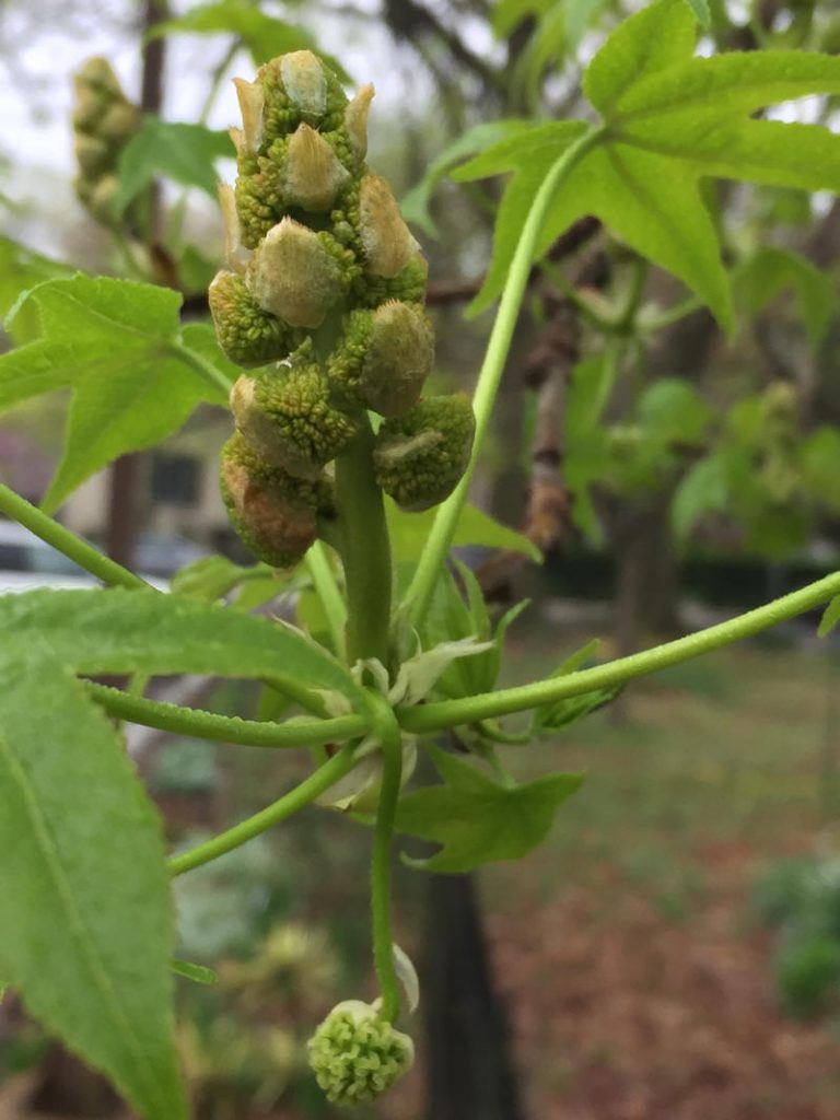 Liquidambar styraciflua (Sweetgum)