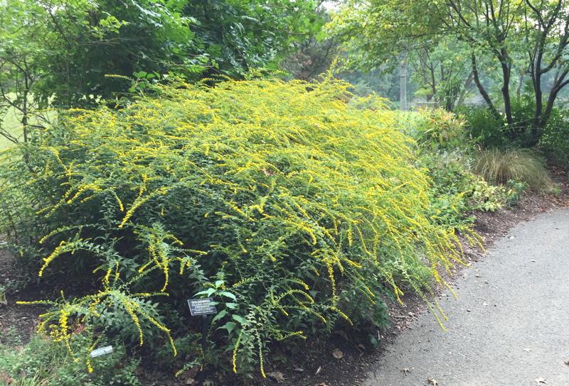 Solidago rugosa (Rough-stemmed Goldenrod)