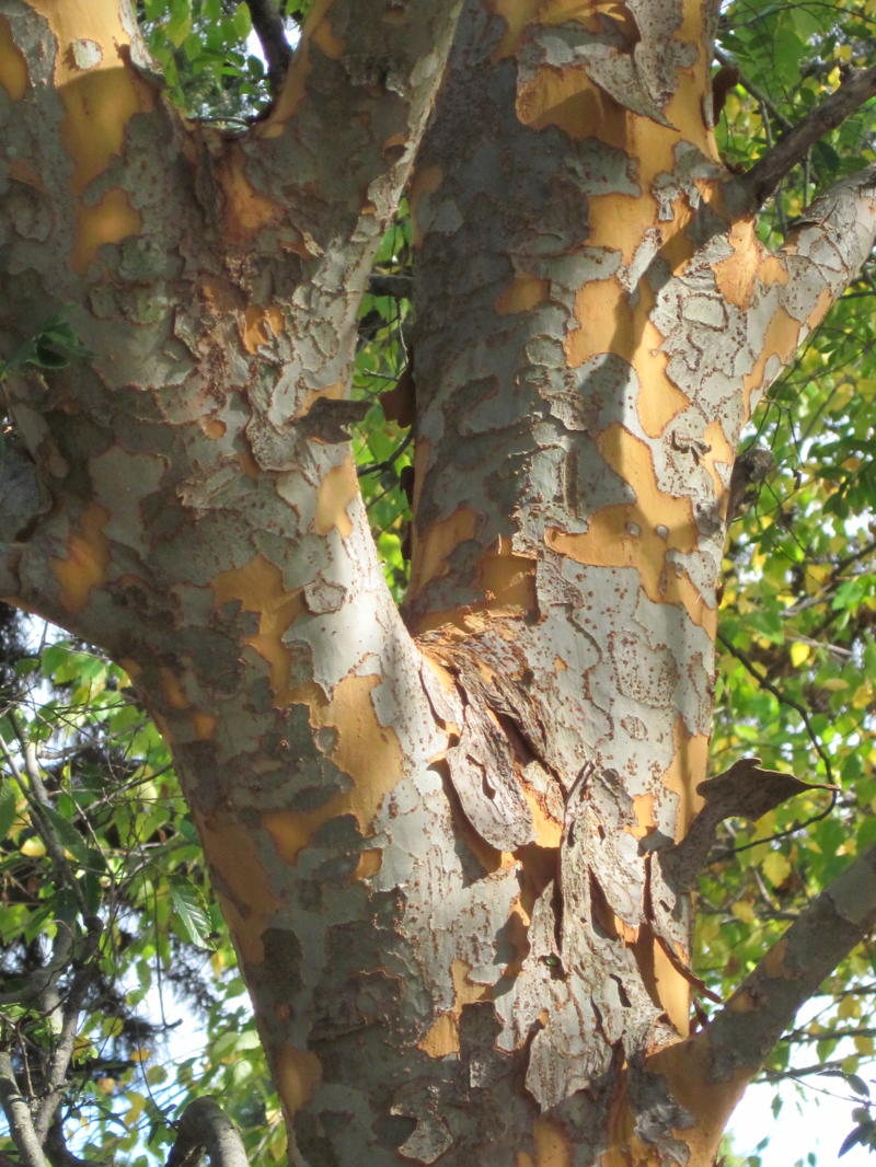 Chinese & Siberian Elms (Ulmus parviflora & U. pumila)