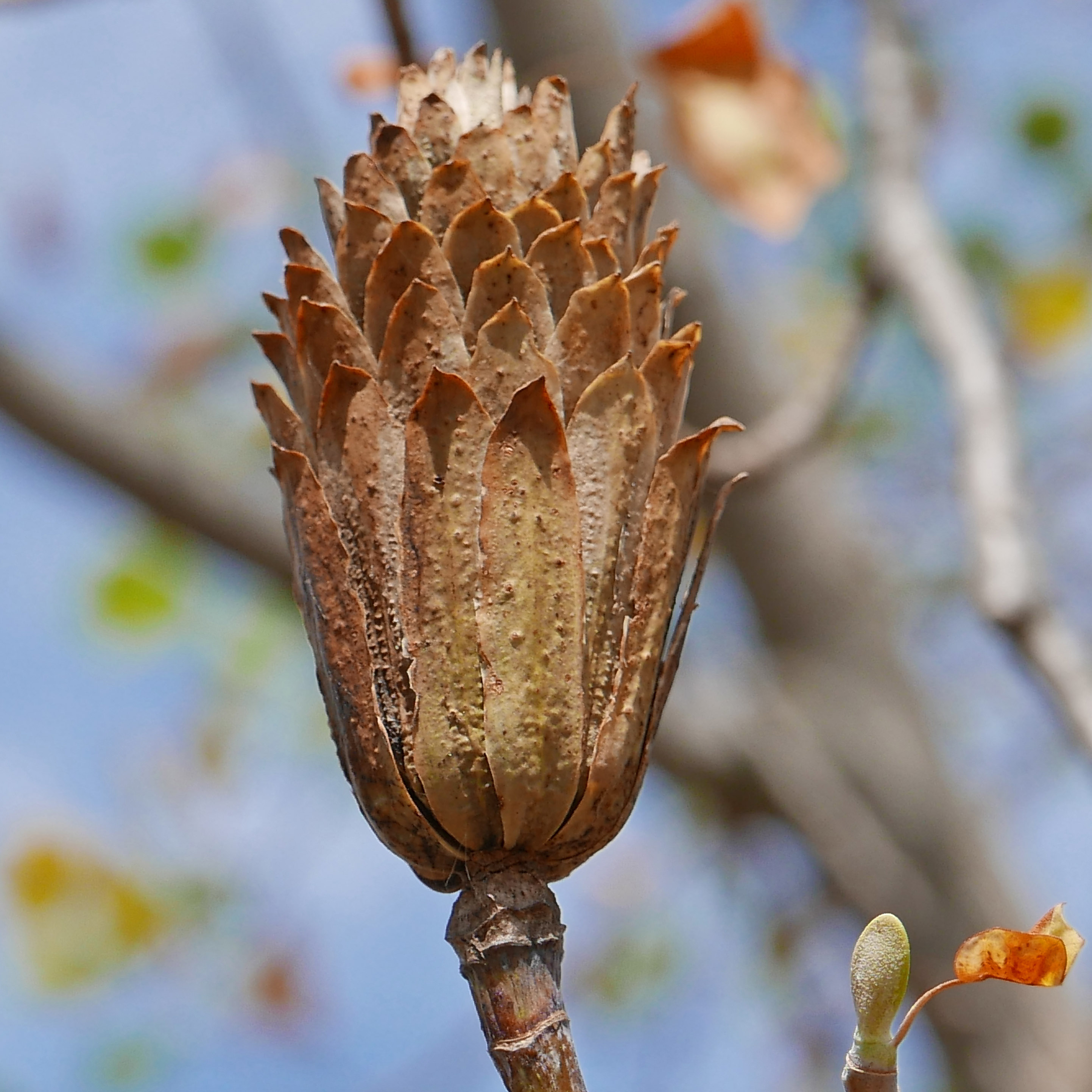 Achenes_winged_ (samaras)_Liriodendron_tulipifera_fruit_Sep_MMF