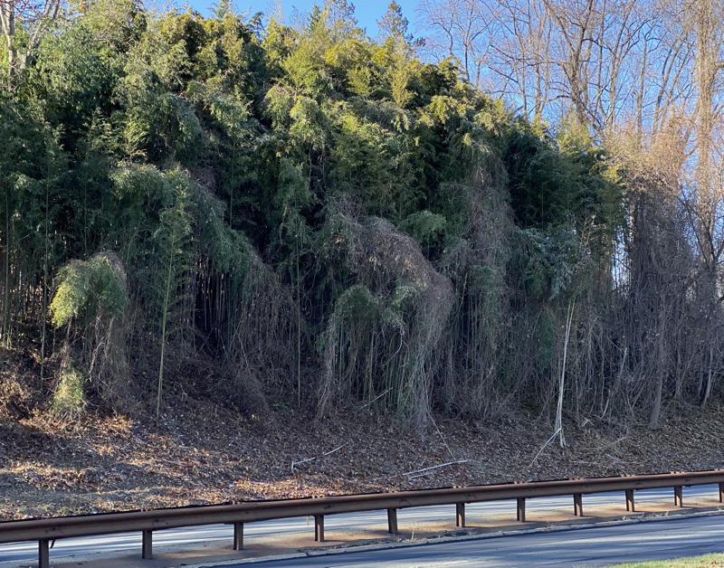 Bamboo (Bambusa, Phyllostachys, & Pseudosasa spp.)