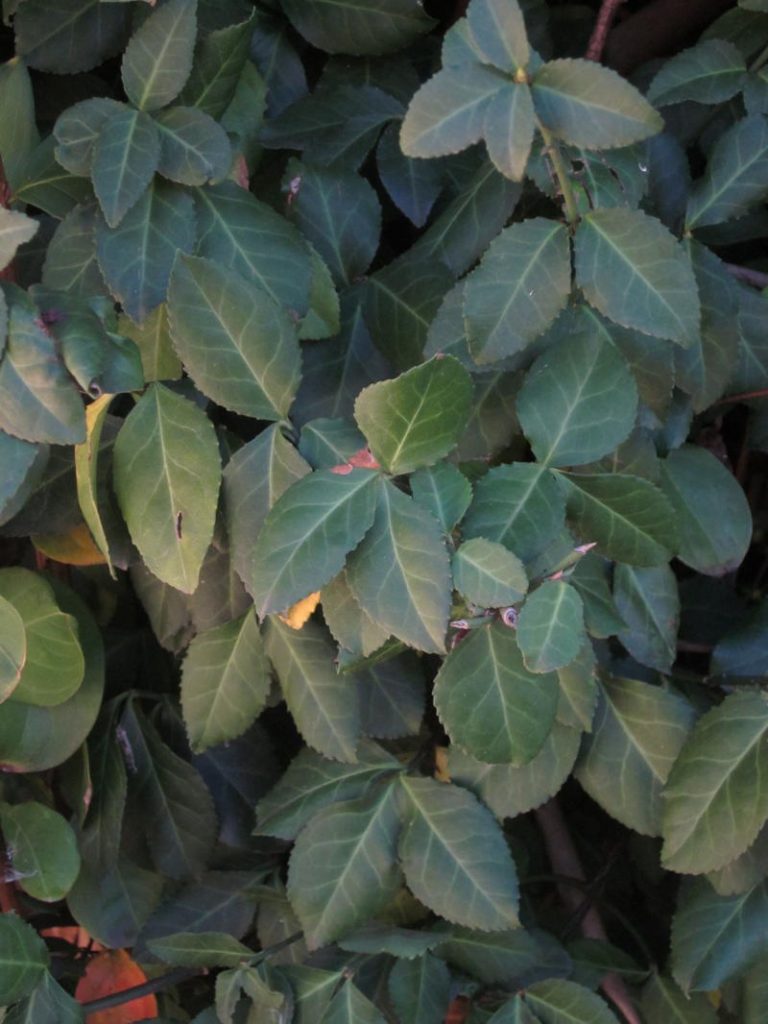 Wintercreeper (Euonymus fortunei)