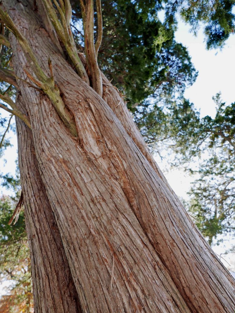 Bark, Periderm, Phelloderm, Phloem