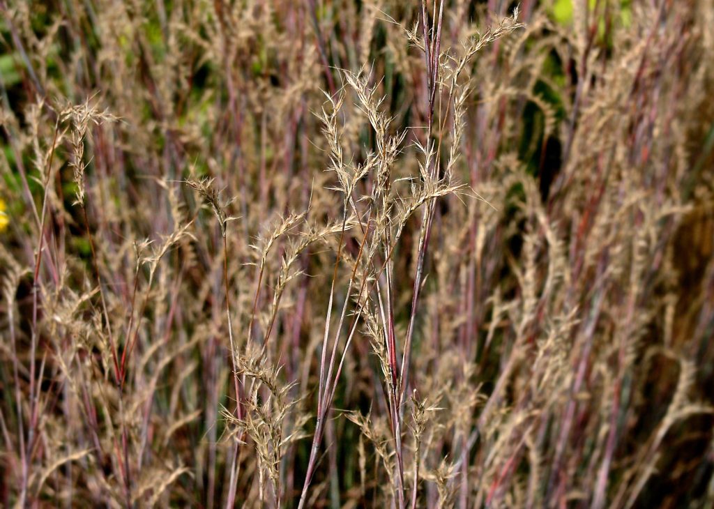 Schizachyrium scoparium (Little Bluestem)