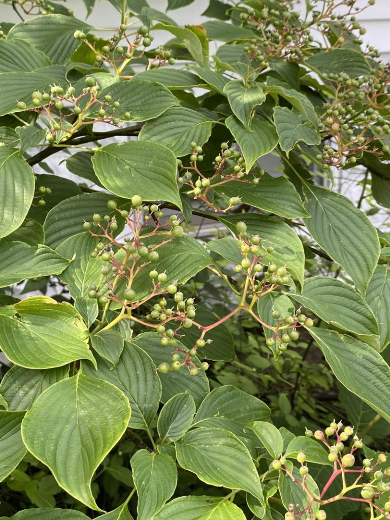 Swida alternifolia (Alternate-leaf or Pagoda Dogwood)