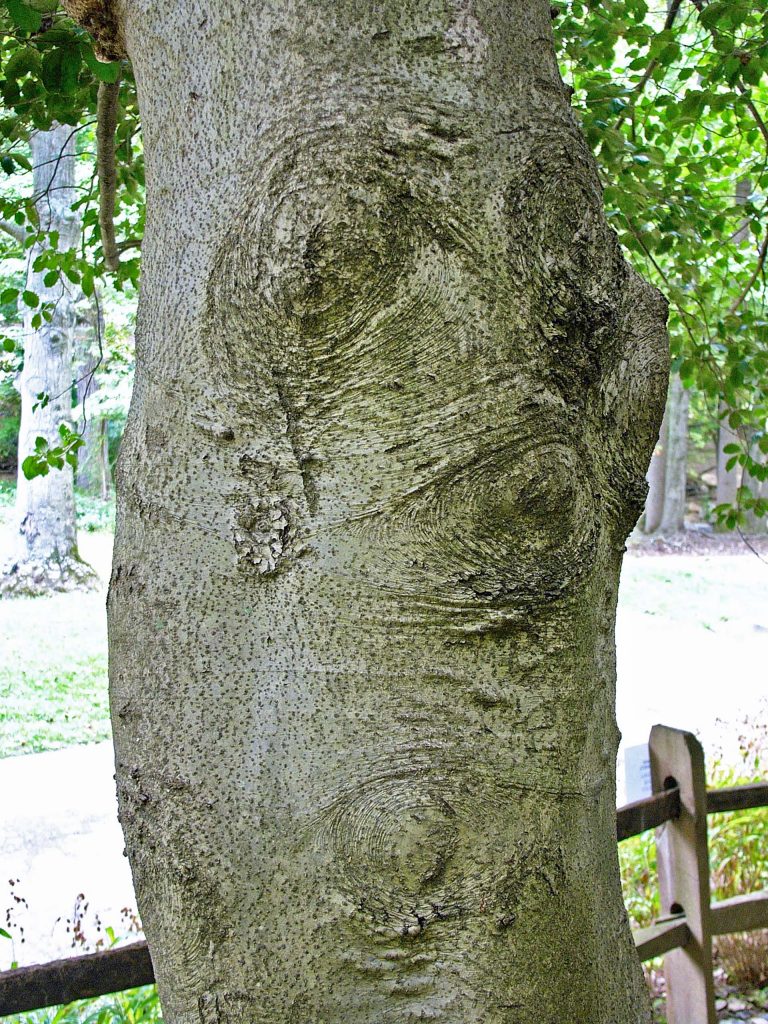 Bark, Periderm, Phelloderm, Phloem