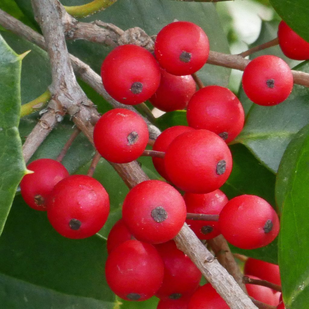 Ilex opaca (American Holly)