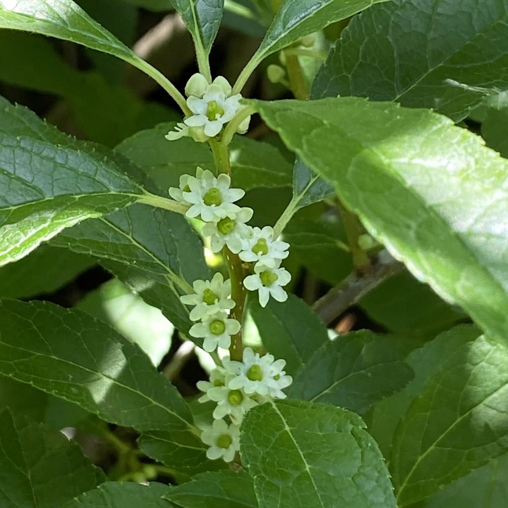 Androdioecious, Dioecious, Gynodioecious, Monoecious, Polygamodioecious