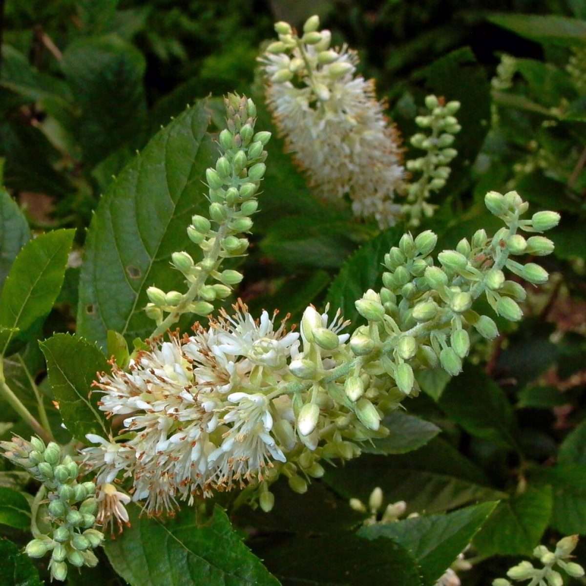 Clethra Alnifolia Sweet Pepperbush Summersweet