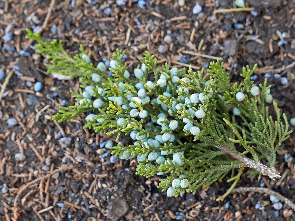 TREE: Juniperus virginiana (Eastern Redcedar)