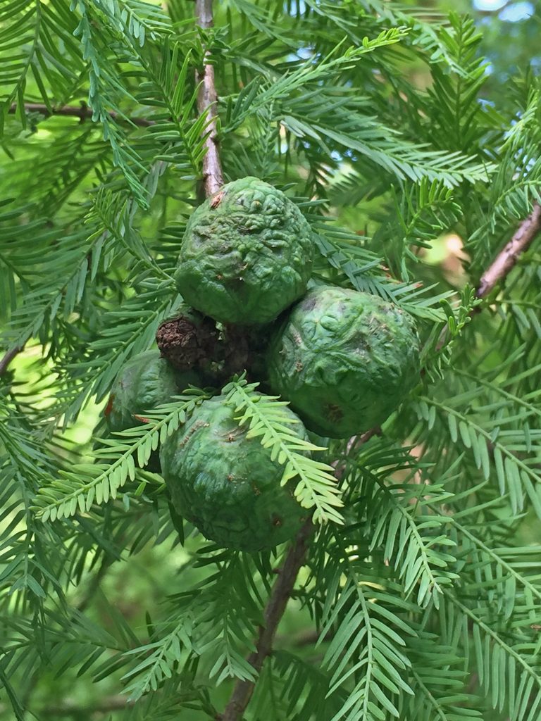 Taxodium distichum (Bald Cypress, Baldcypress)