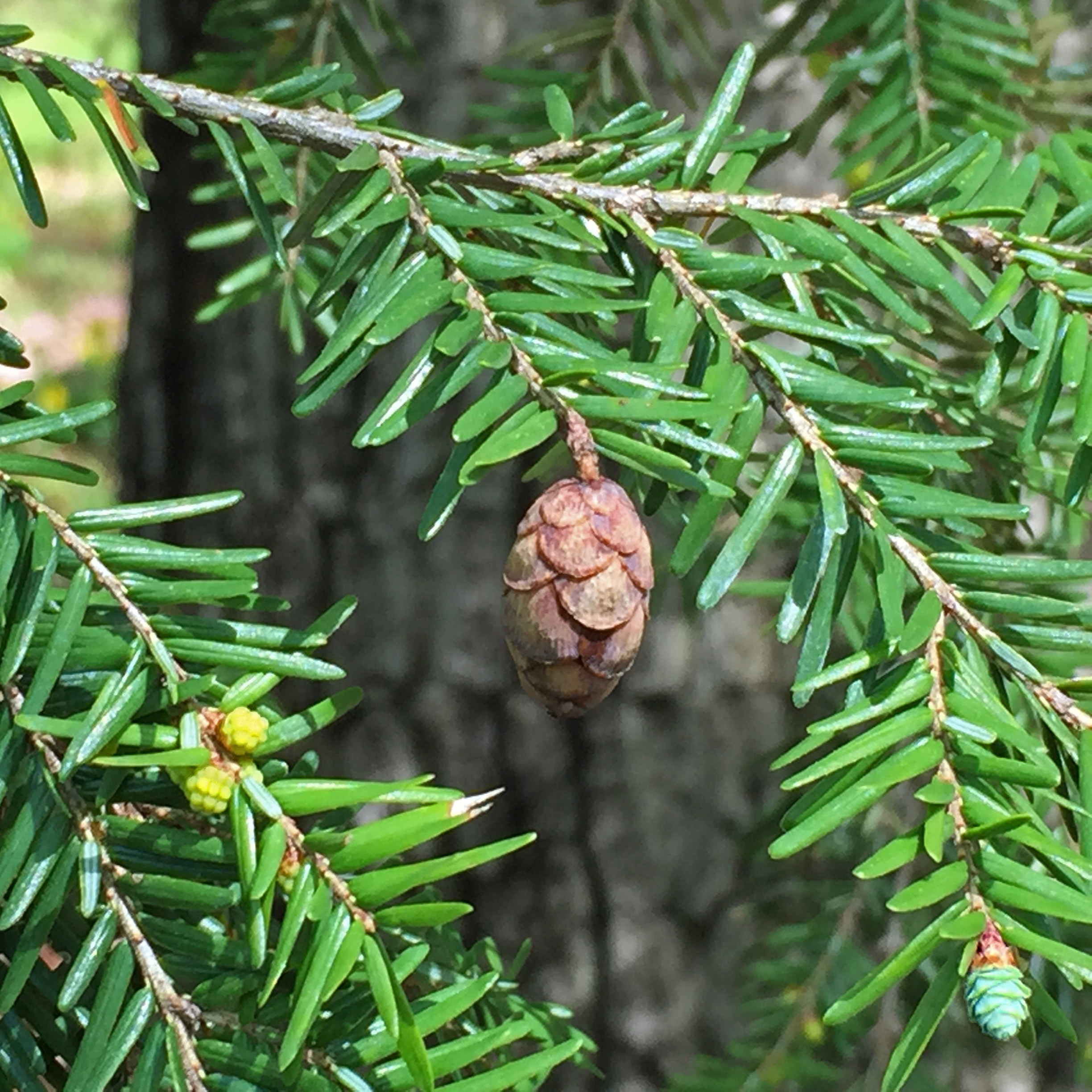 Strobili_(male_and_female)Tsuga_canadensis_Apr_ELM