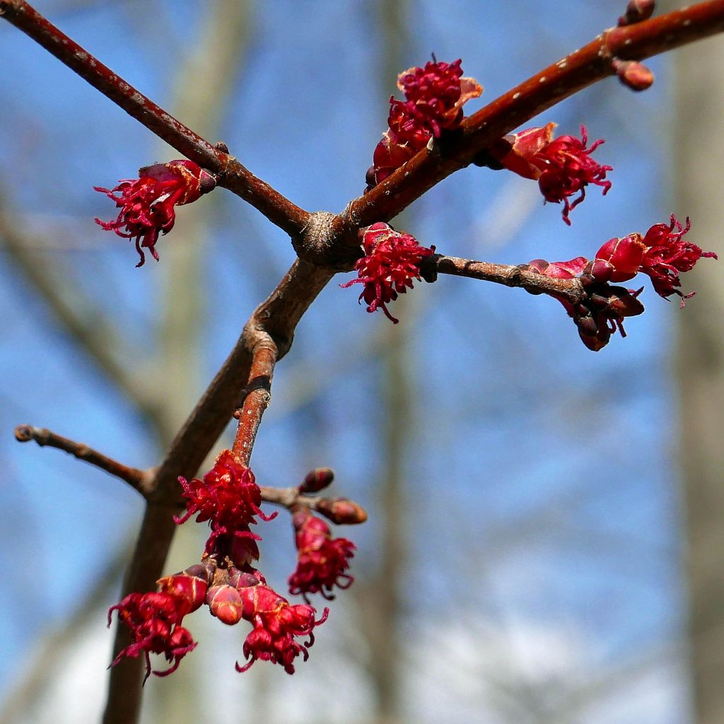 Acer rubrum (Red Maple)