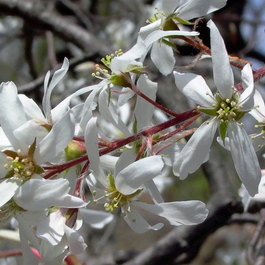 Amelanchier arborea (Downy Serviceberry)