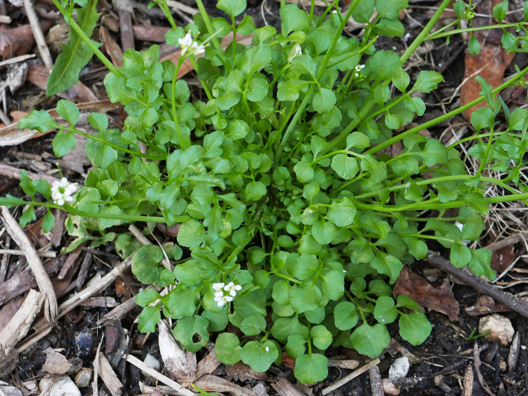 Cardamine_hirsuta_basal_rosette_Mar_MMF