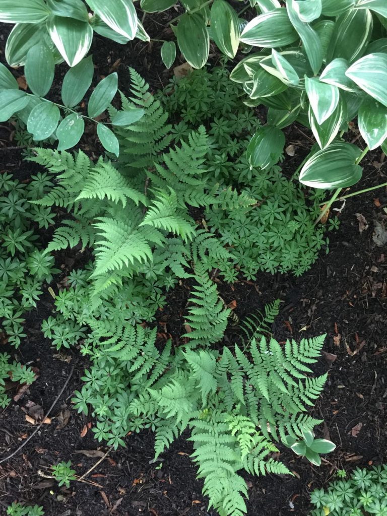Dryopteris marginalis (Marginal Wood Fern)