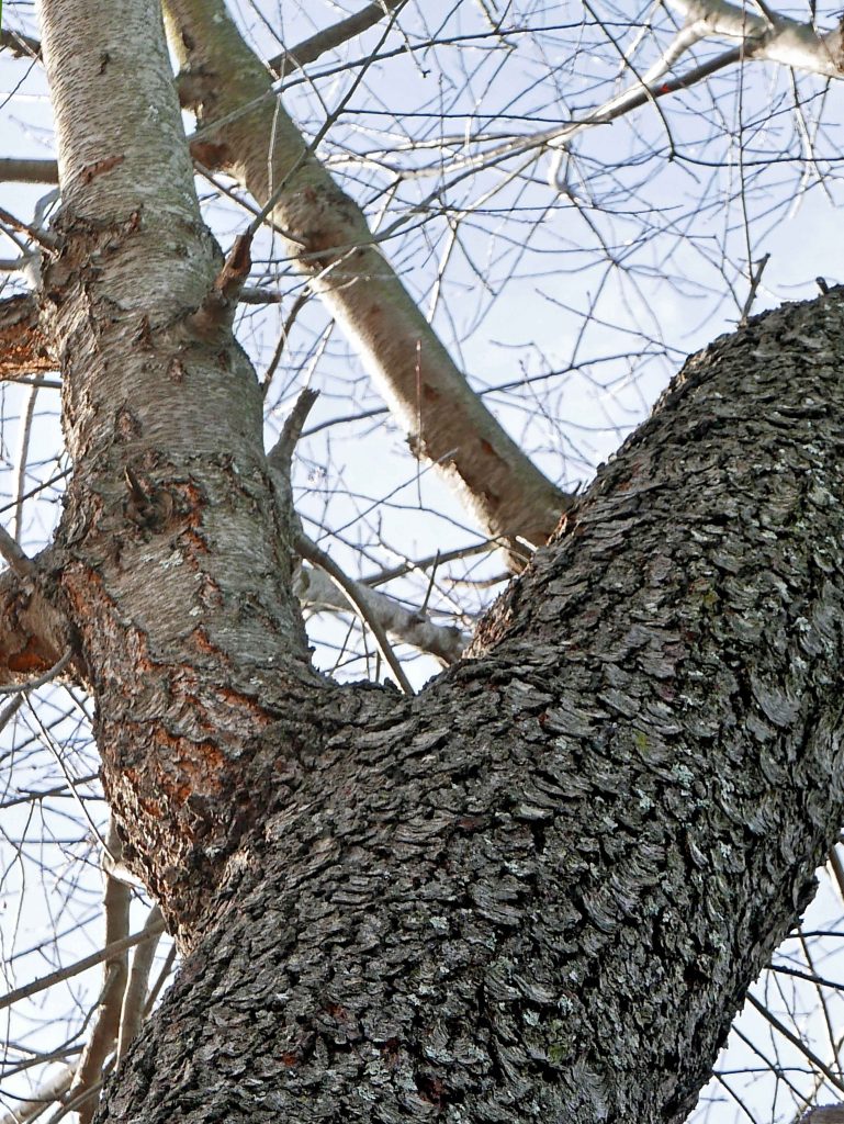 Bark, Periderm, Phelloderm, Phloem