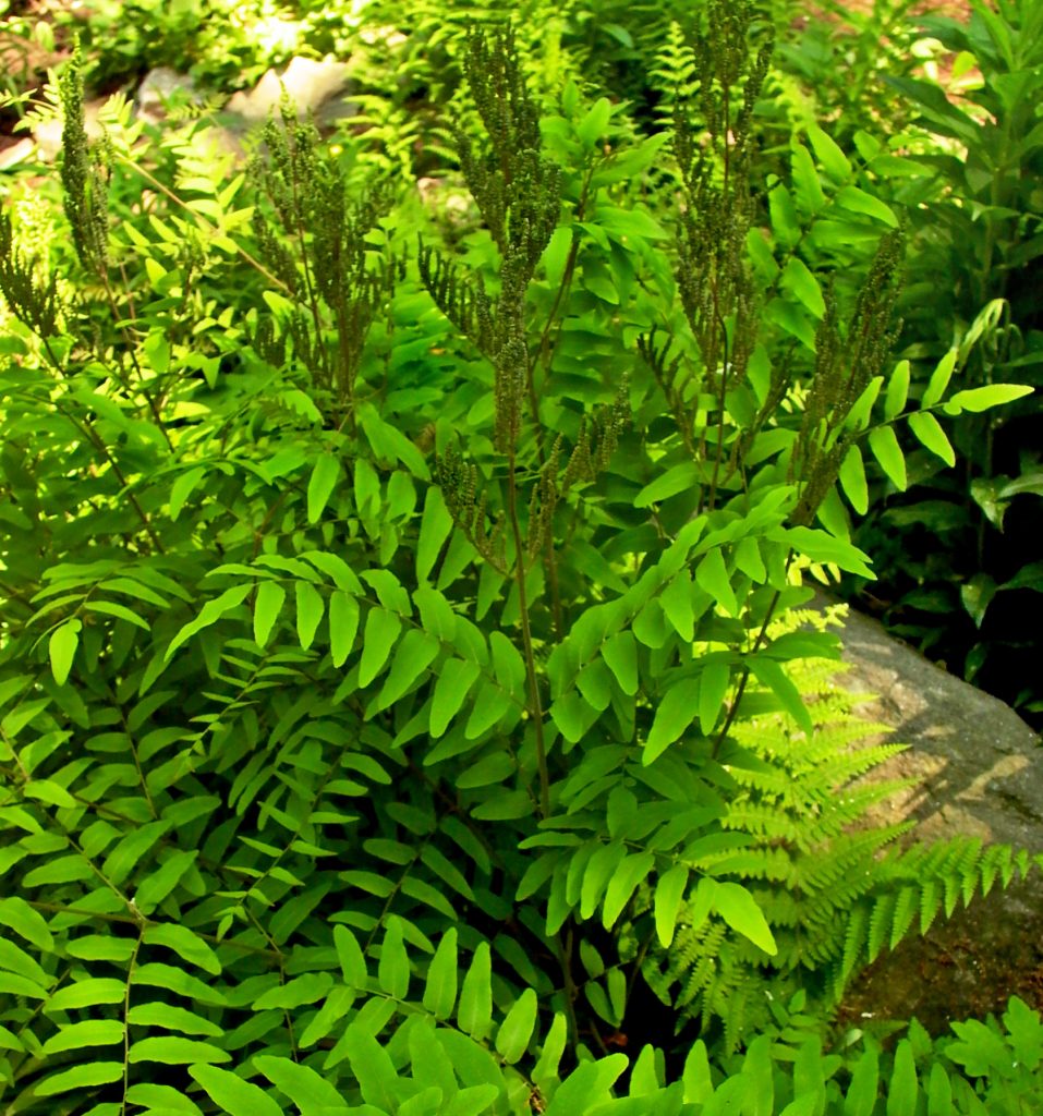 Pinnate, Pinnatifid, Bipinnate, Tripinnate