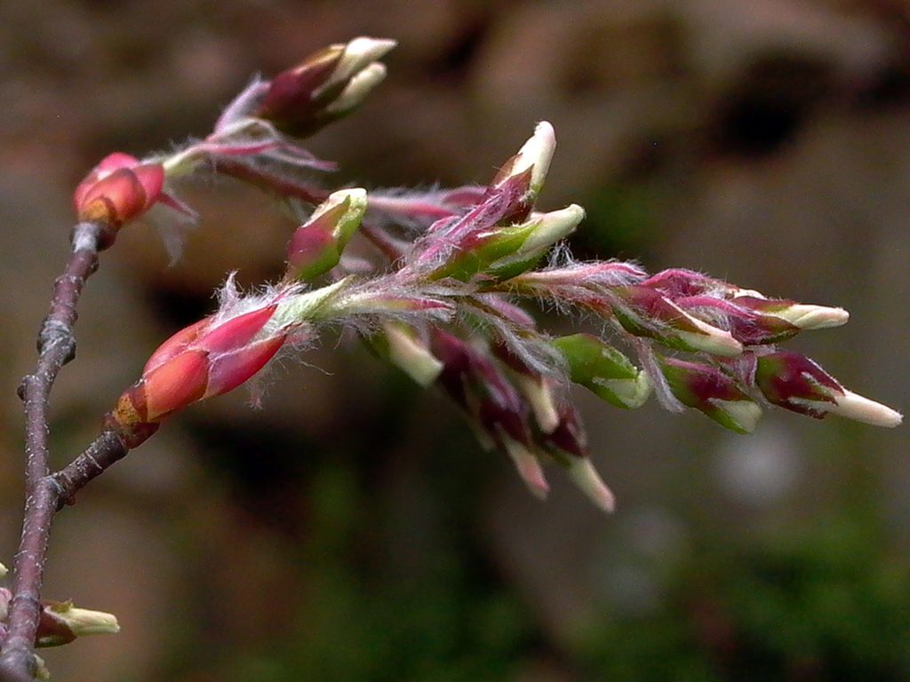Amelanchier arborea (Downy Serviceberry)