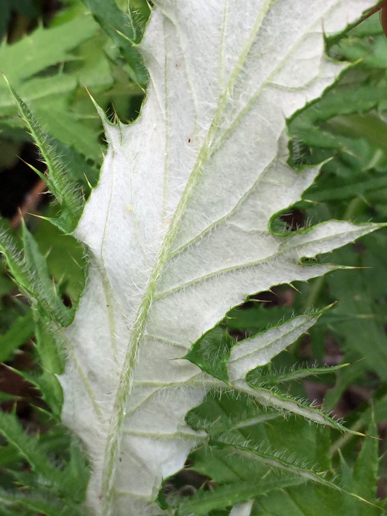 Cirsium discolor (Field Thistle) Factsheet