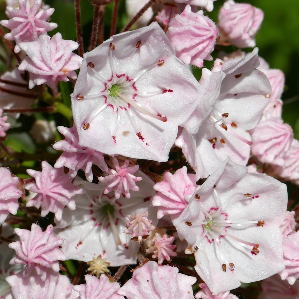 Kalmia latifolia (Mountain Laurel)