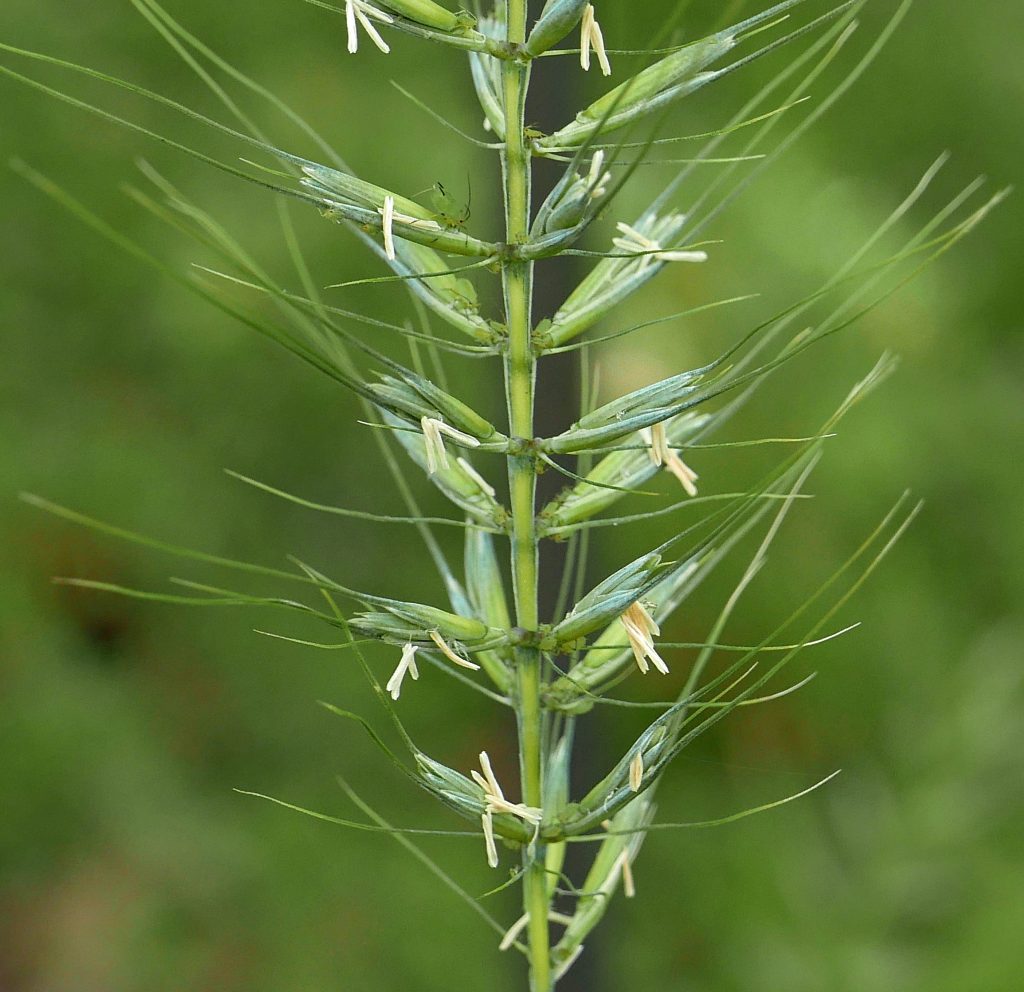 Androecium, Stamen, Staminate, Staminode