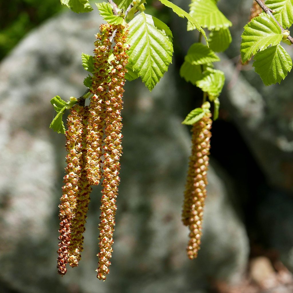 Betula nigra (River Birch, Red Birch)