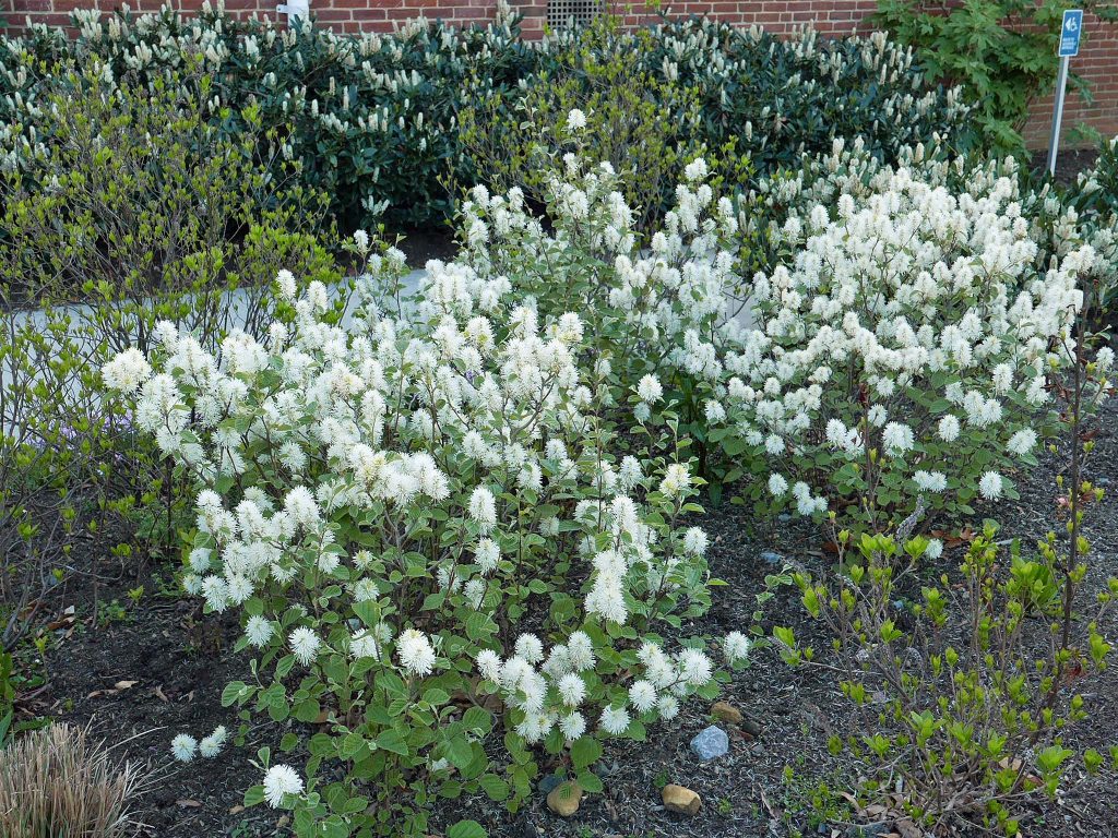 Fothergilla Gardenii Dwarf Fothergilla Witch Alder